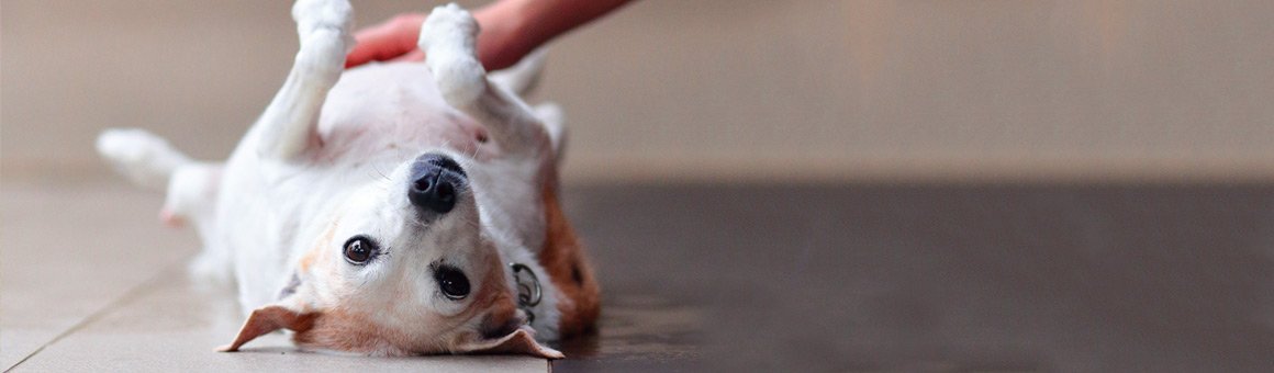 About - National Canine Research Council