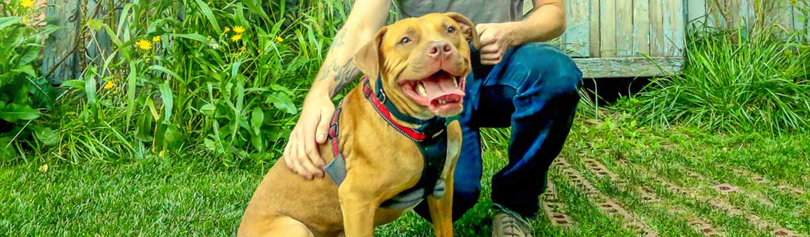 Canine Behavior Research & Policy eNewsletter - National Canine ...