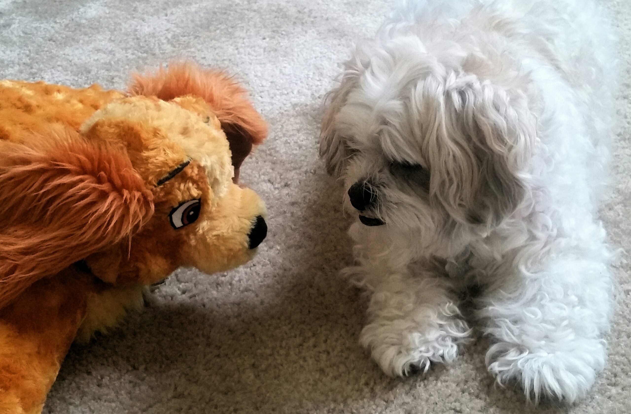 Consistency of shelter dogs’ behavior toward a fake versus real ...