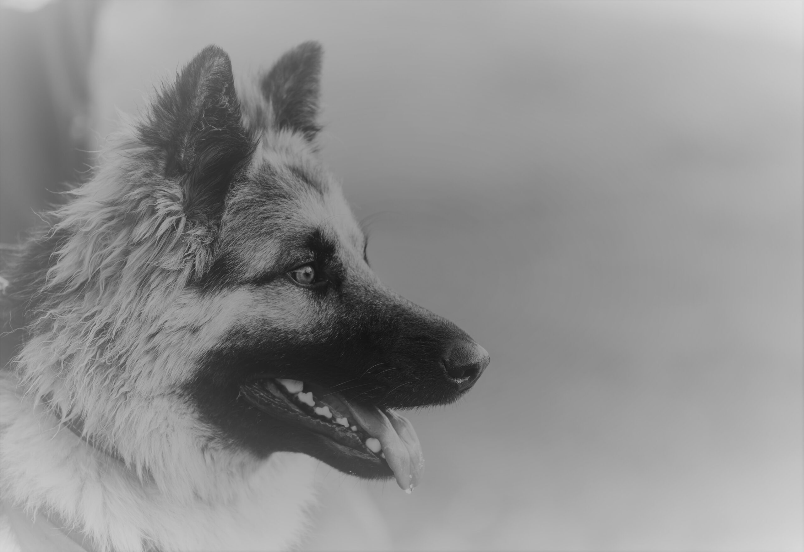 Breed-typical behaviour in dogs - Historical remnants or recent ...