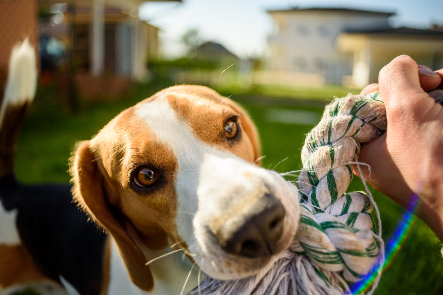 National Canine Research Council - Home - National Canine Research Council