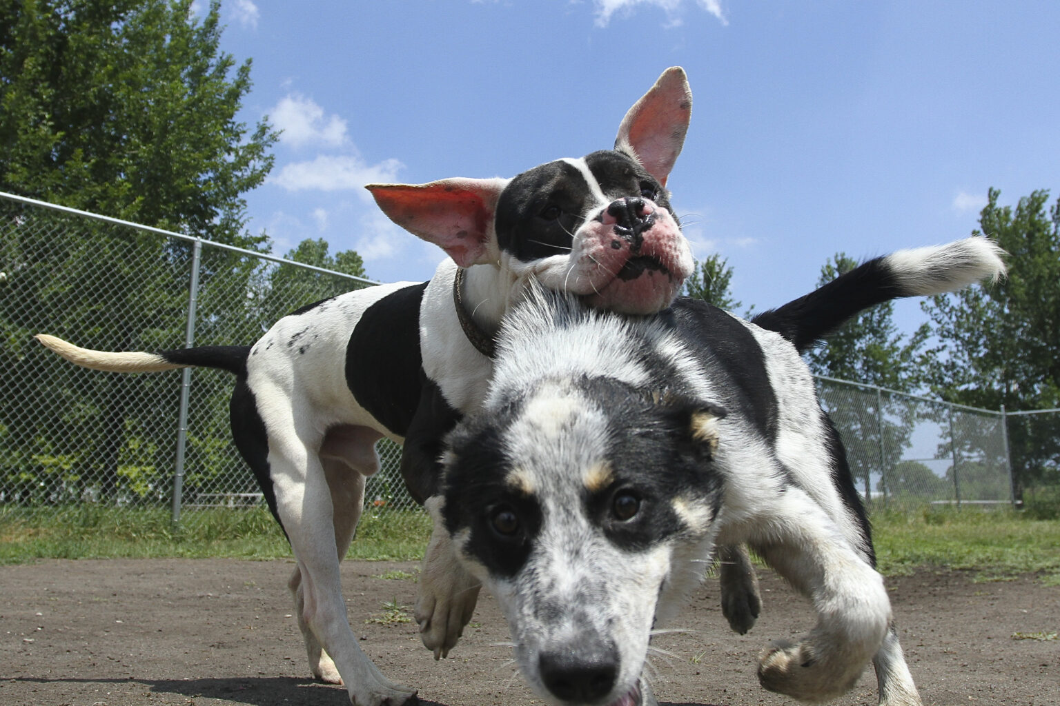 National Canine Research Council - Home - National Canine Research Council