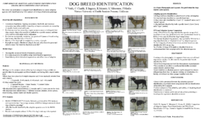 Visual Breed Identification - National Canine Research Council