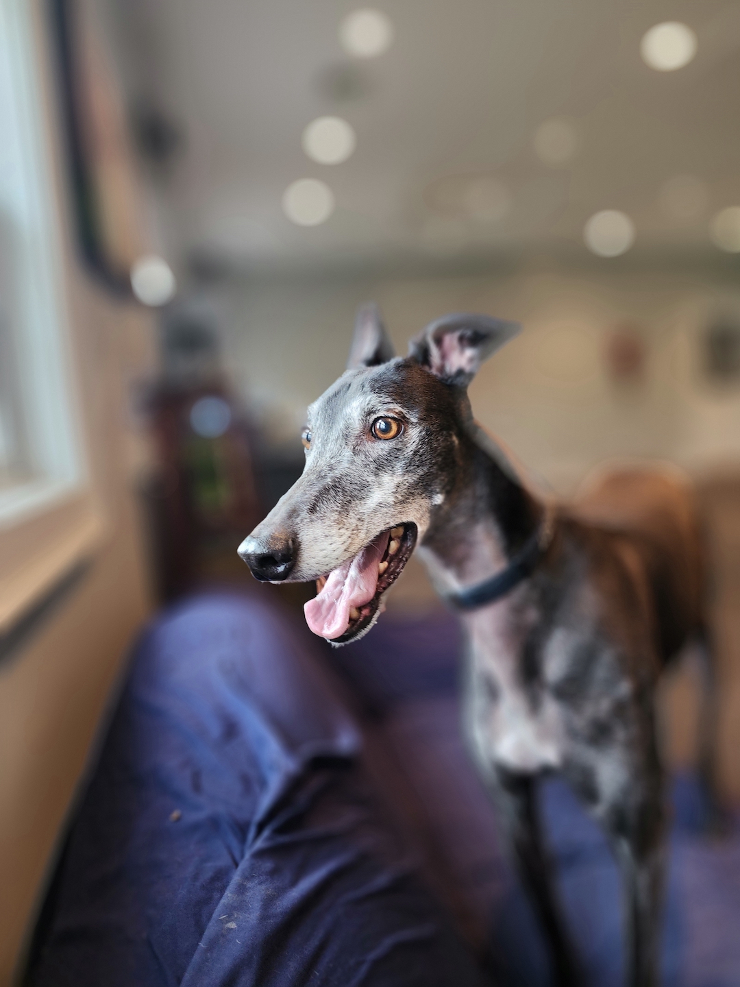 Does Your Dog's Breed Make Them Smarter Than Other Dogs? - National ...