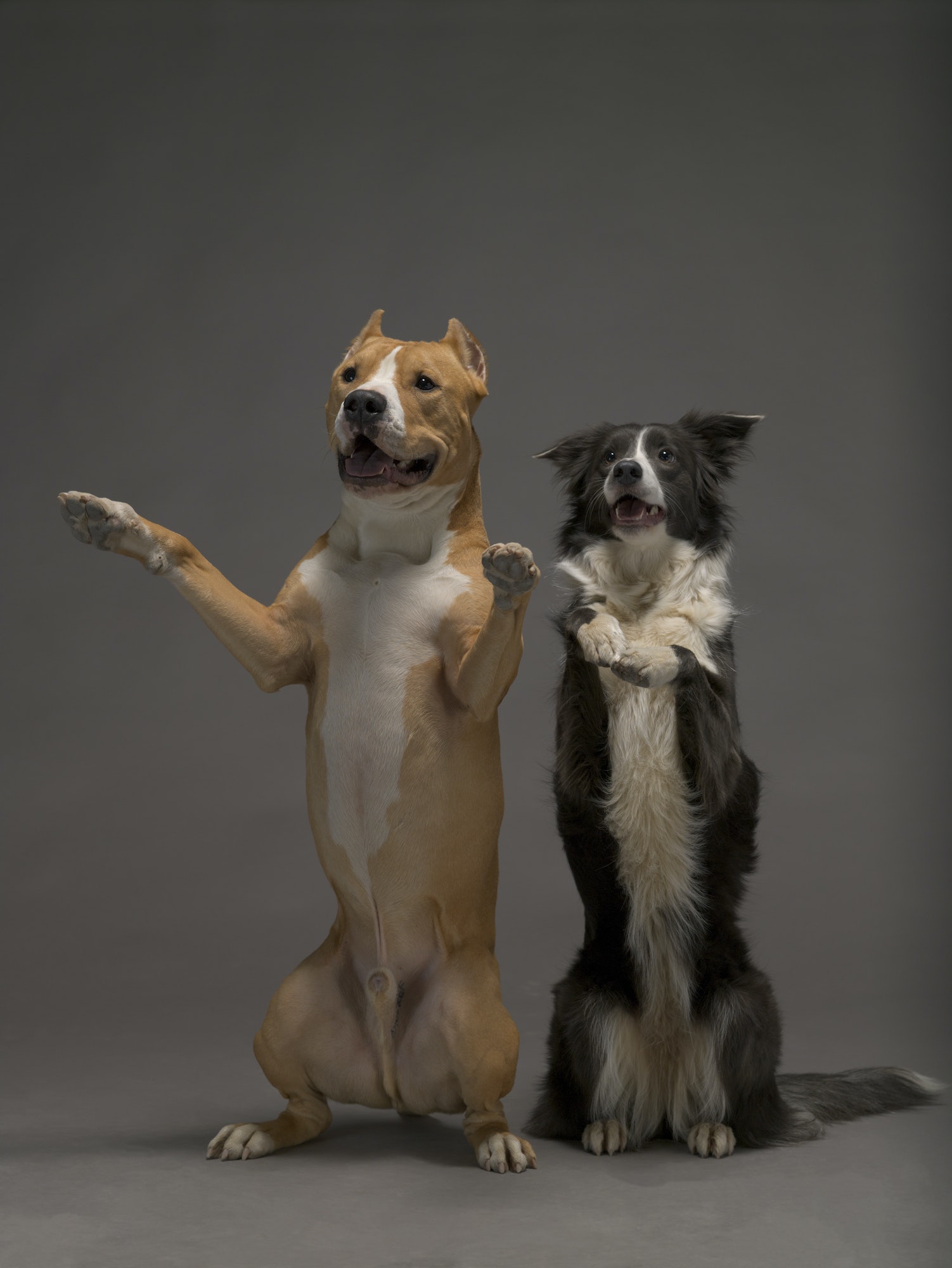 The Relevance of Breed when Choosing a Dog - National Canine Research ...